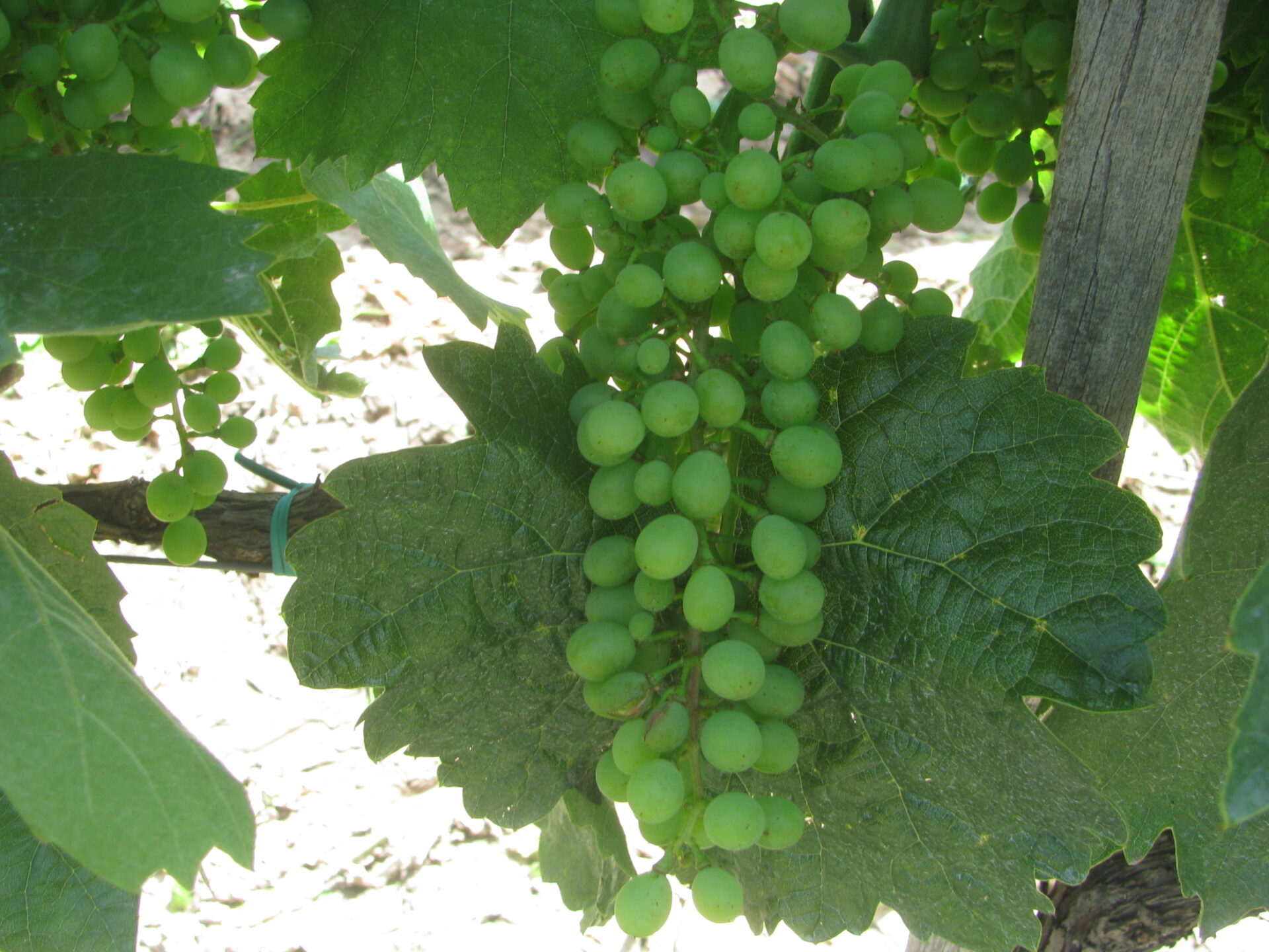 vida peter grapeハンガリーワイン協会 ハンガリーワイン ハンガリーワイン協会 ハンガリーワイン情報 ハンガリーニュース ハンガリー情報